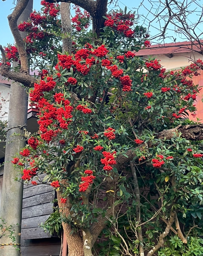 昨日の散歩: 中西繁アート・トーク